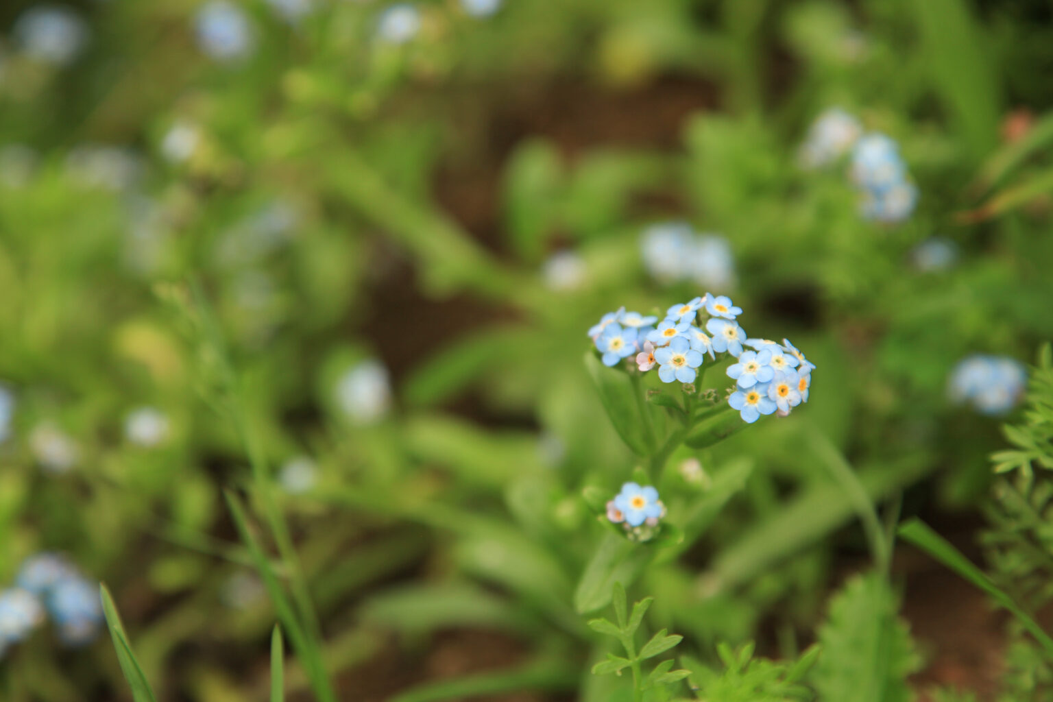 Endemic Plants Azores - Our Island