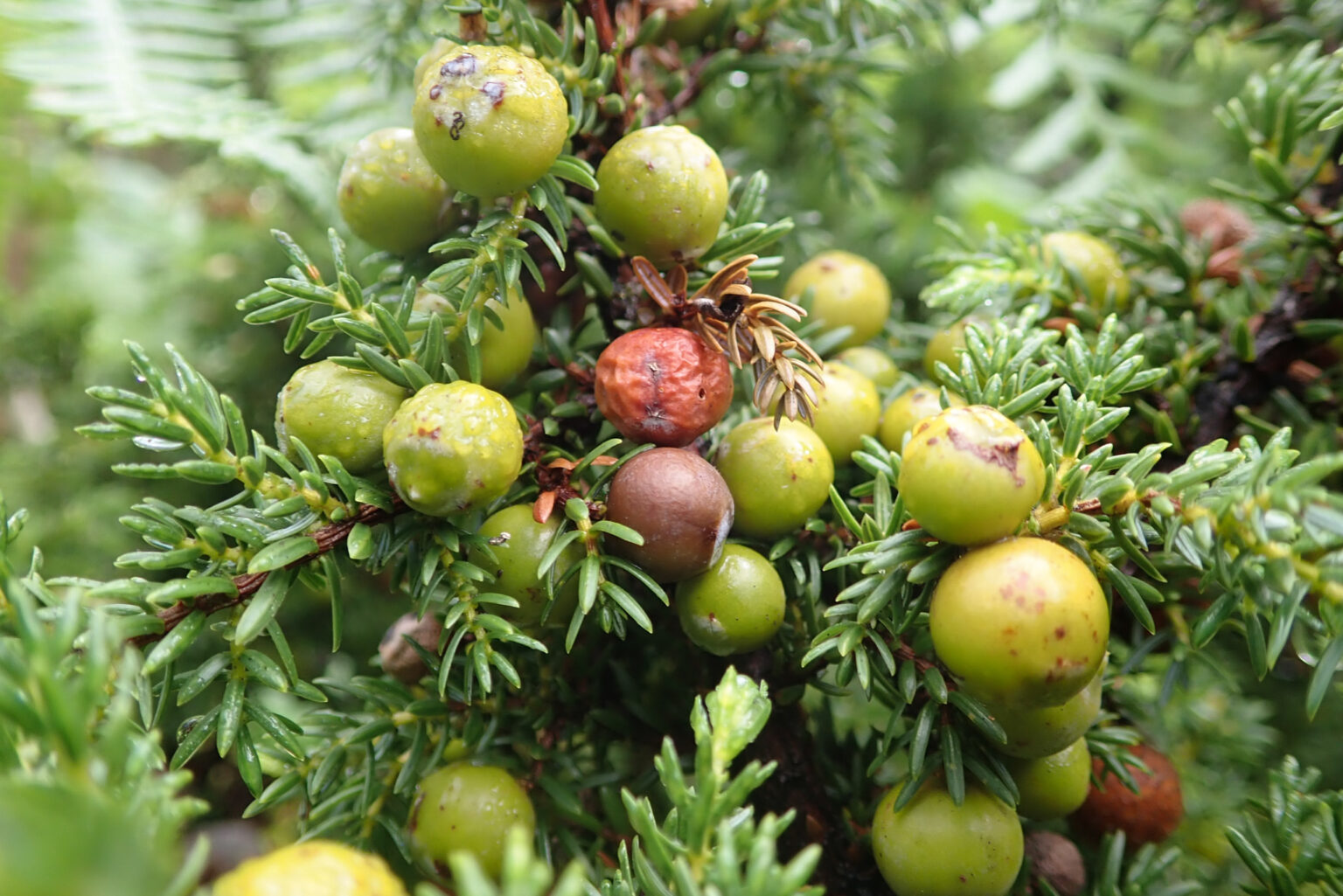 Endemic Plants Azores - Our Island