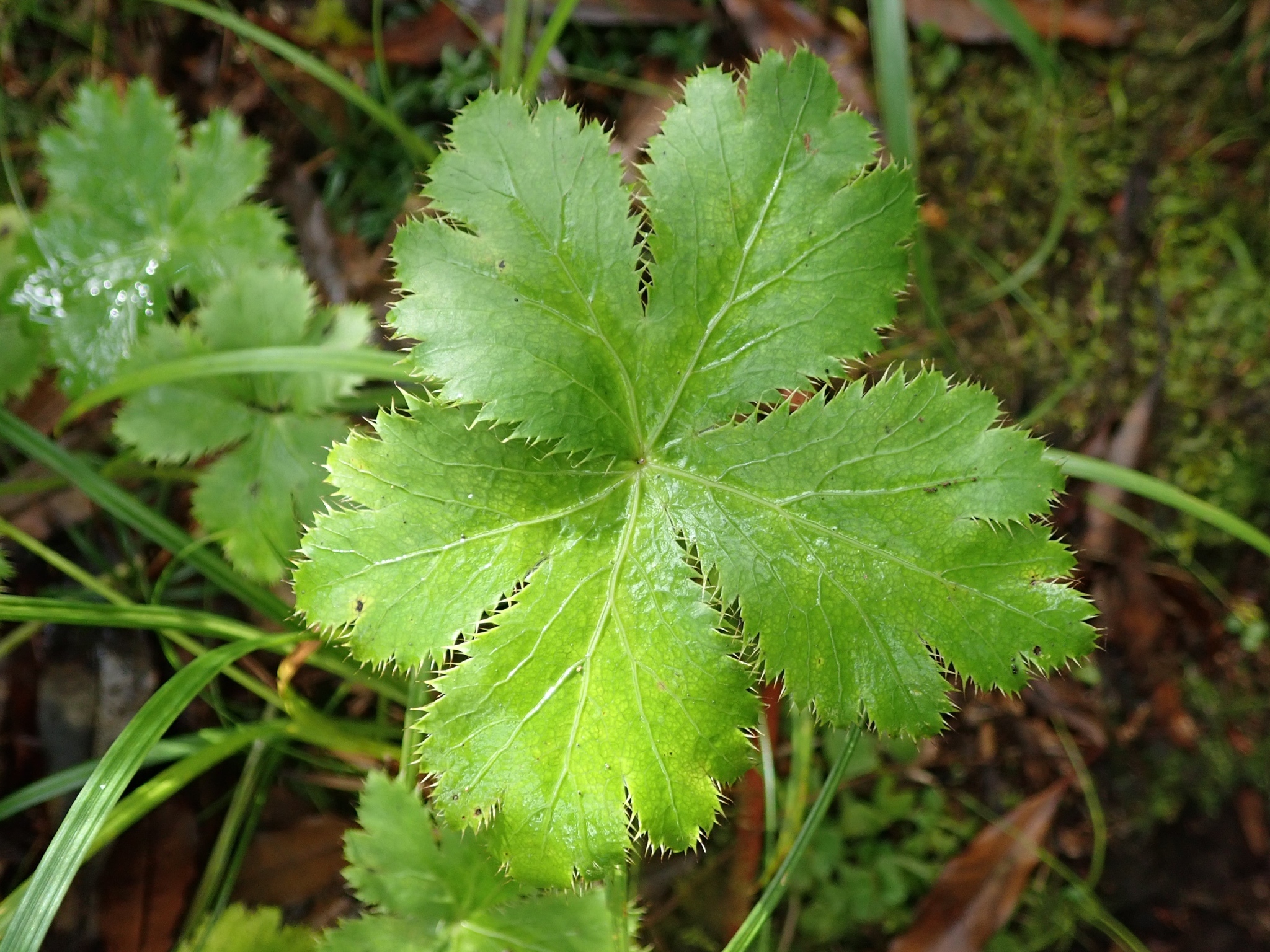 Endemic Plants Azores - Our Island